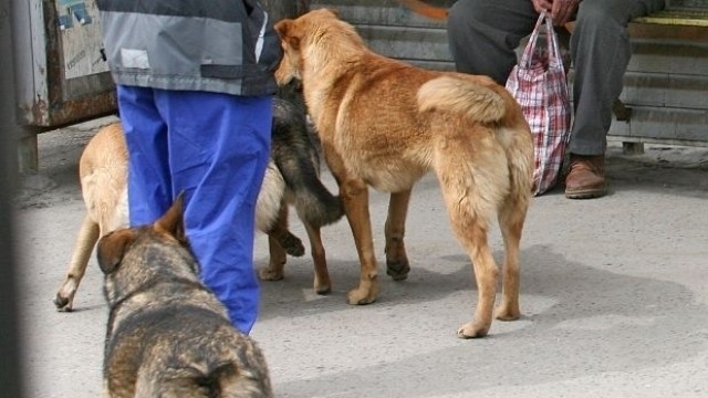 Трагедия в Русенско Намериха мъртва жена нахапана от кучета