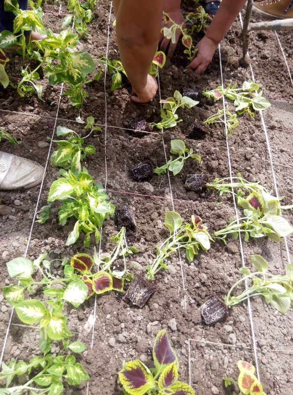 Стартира проект „Работа“ в Мездра