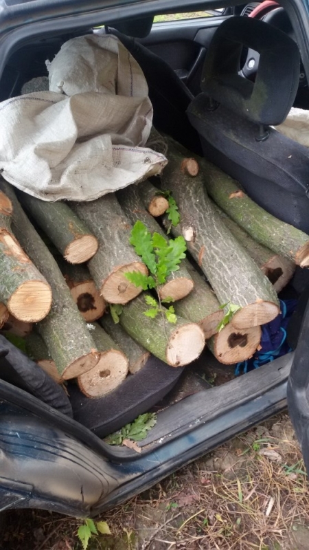 Полицията залови бракониер да превозва дърва в Монтана