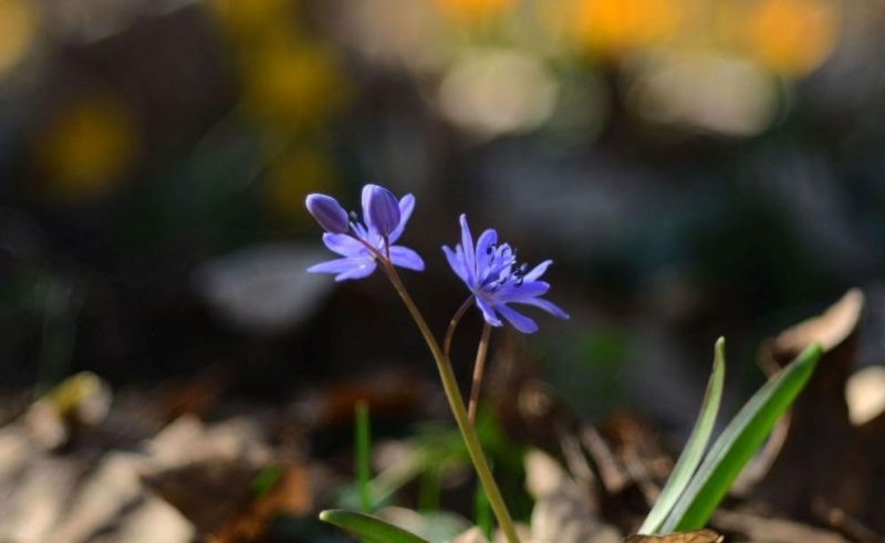 През почивните дни ще е топло другата седмица идва с валежи от дъжд и сняг