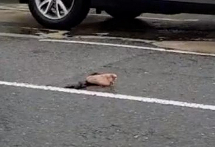 Отрязан крак предизвика масова паника на пътя