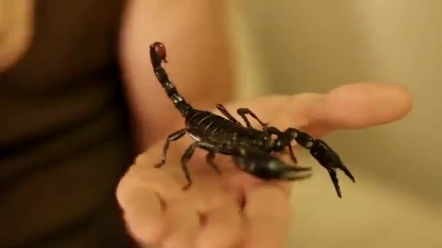 Ужасяващо! Нашествие от скорпиони в Берковица, плъзнаха по домовете на ...