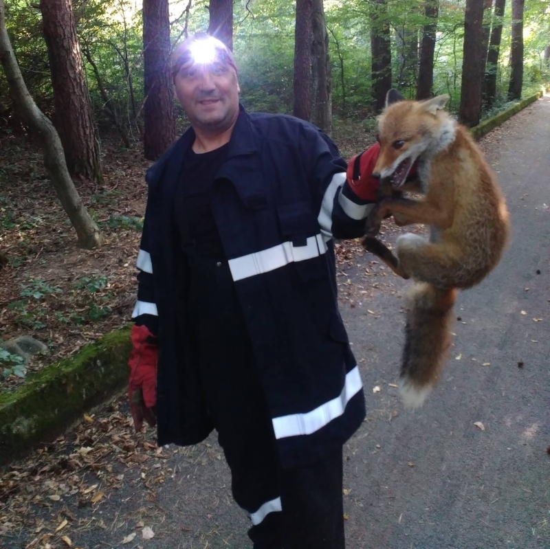 Лисица падна в кладенец във Вършец пожарникари я спасиха